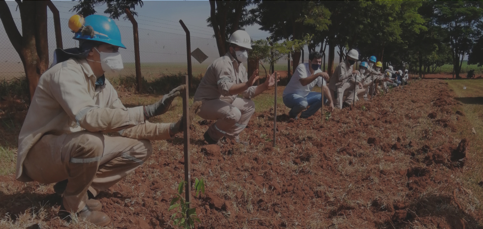 Reforestation in Action in Paraguay - Sustainability Report 2021 ...